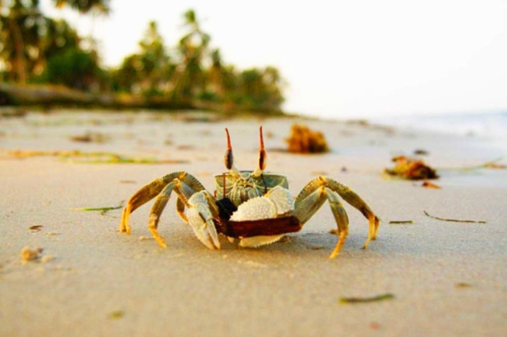Saadani Beach, Bush And River Safari And Beach Vacation
