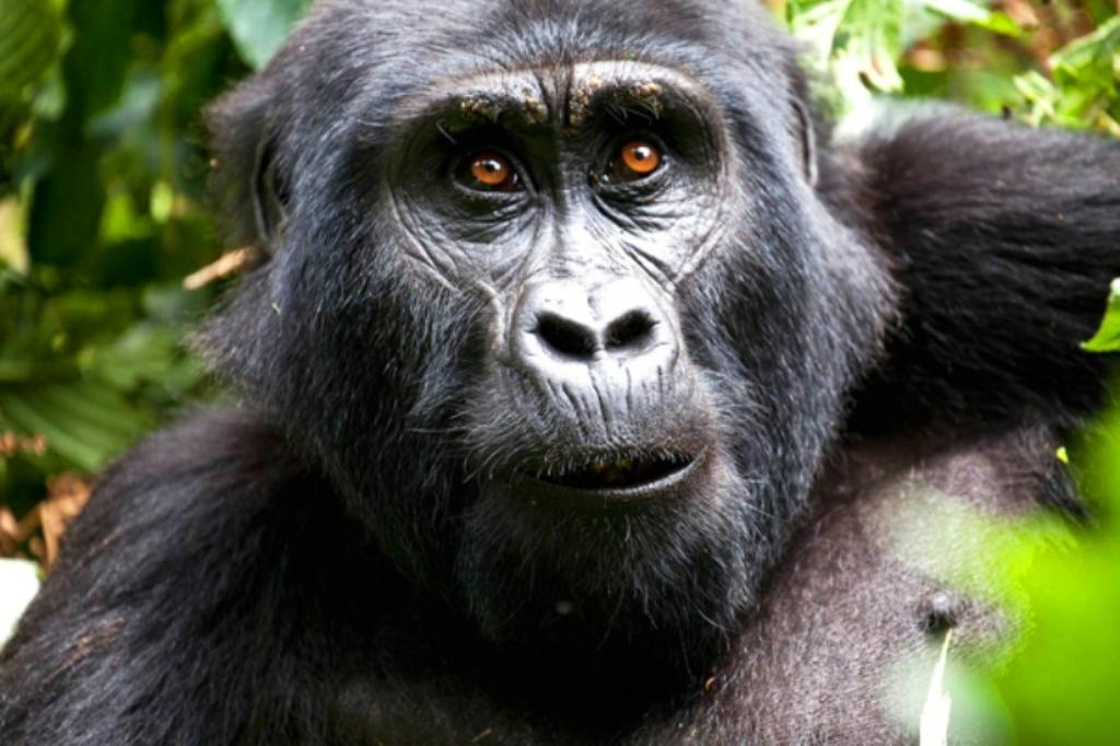 Gorilla Tracking Adventure, Uganda – 4 Days